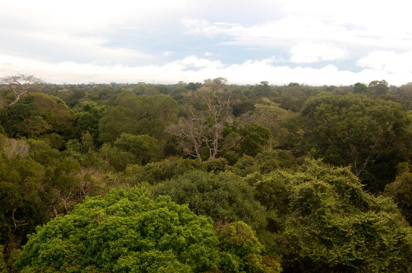 Amazon Forest [IMAGE] | EurekAlert! Science News Releases