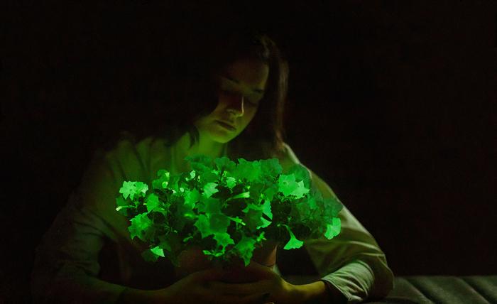 Bioluminescent plants are now even brighter | EurekAlert!