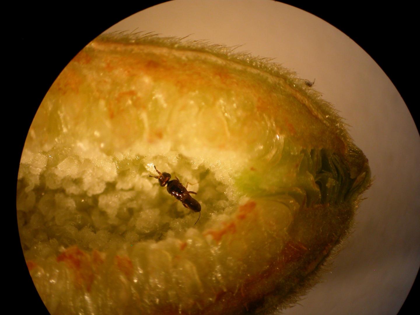 F popenoei Pollinator W [IMAGE] | EurekAlert! Science News Releases