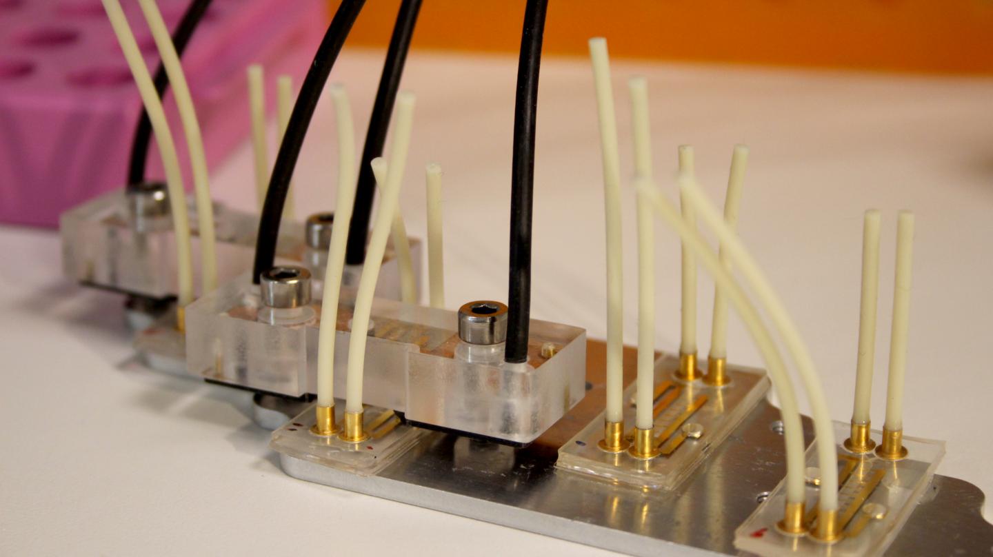 Close-up of brain-on-chip [IMAGE] | EurekAlert! Science News Releases