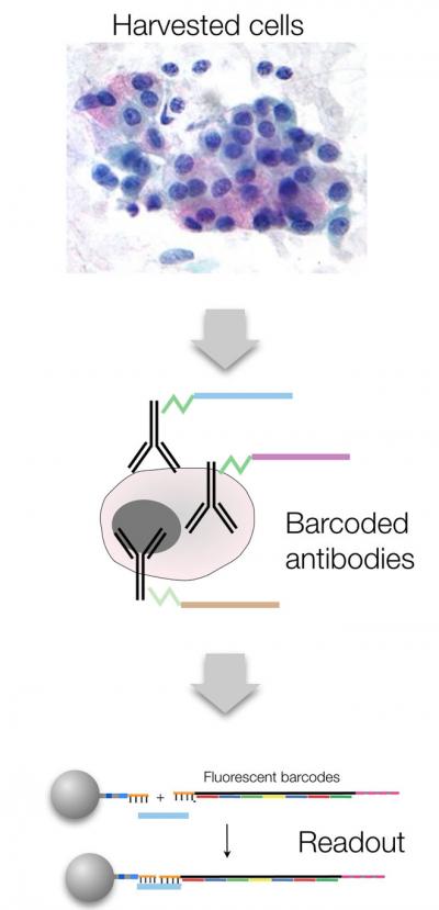 Single Cell Protein Scanner Could Aid Persona | EurekAlert!
