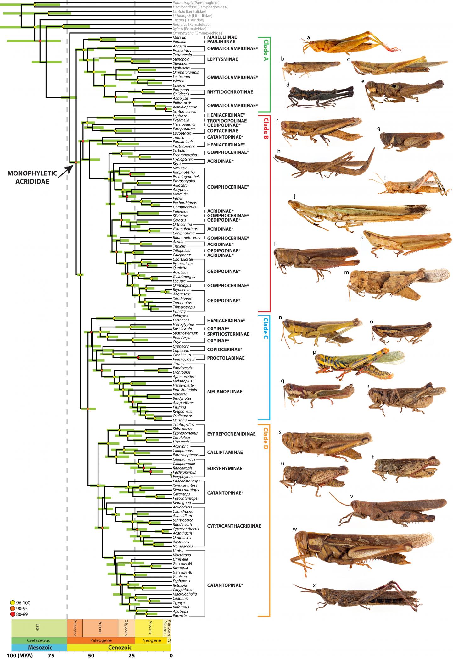 Phylogeny of Acrididae Grassho [IMAGE] | EurekAlert! Science News Releases