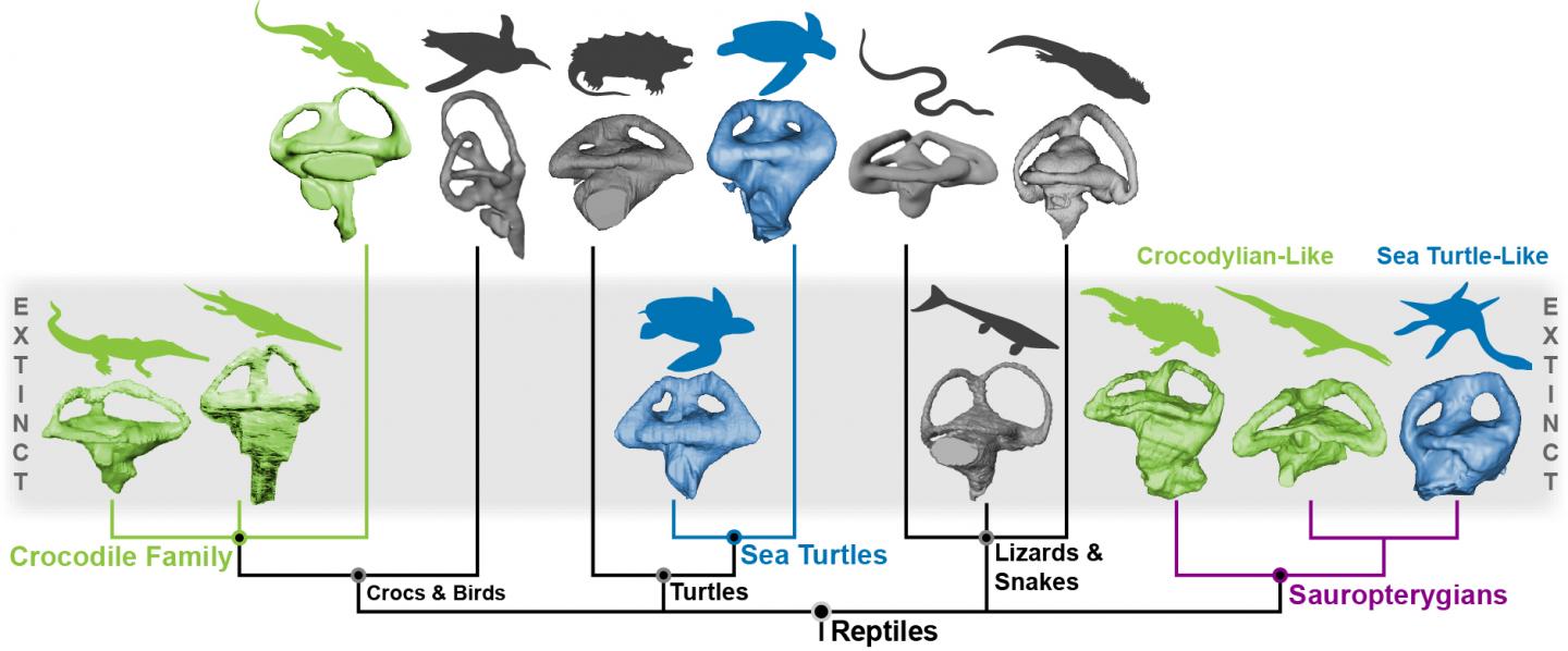 Evolutionary Tree Showing Rela [IMAGE] | EurekAlert! Science News Releases