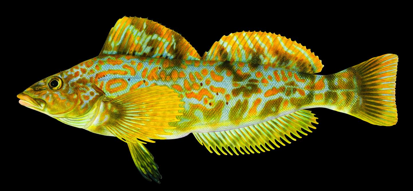 Kelp Greenling [IMAGE] | EurekAlert! Science News Releases