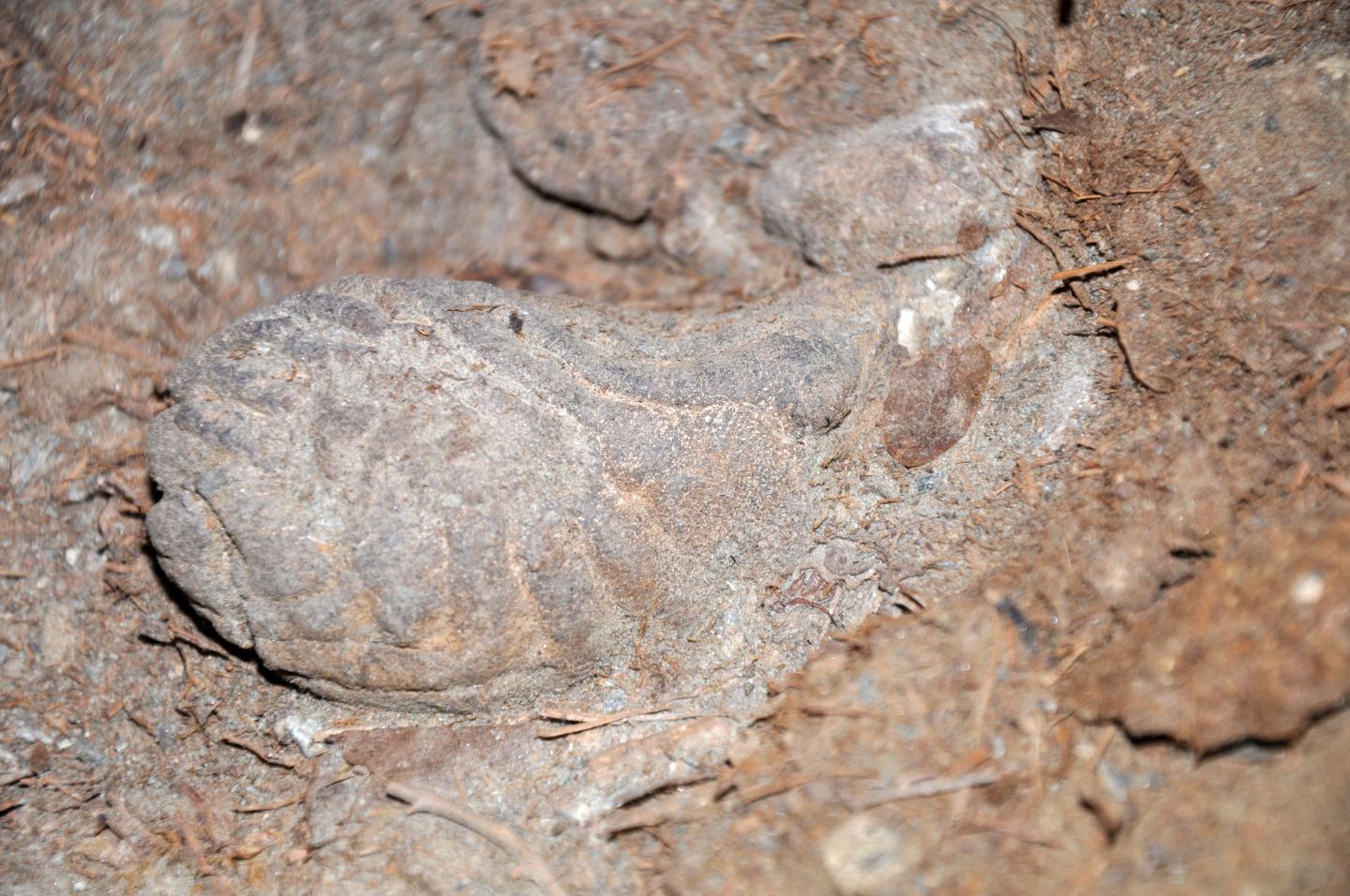 Coprolites reveal bird roles in ecosystems | EurekAlert!