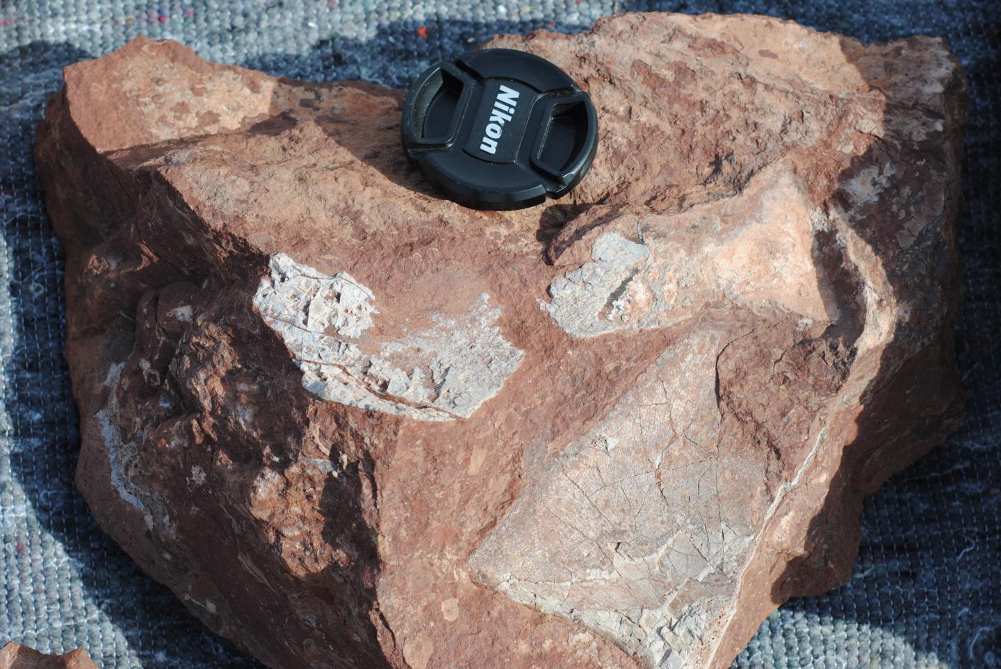 Climatic barriers to dinosaur dispersal | EurekAlert!