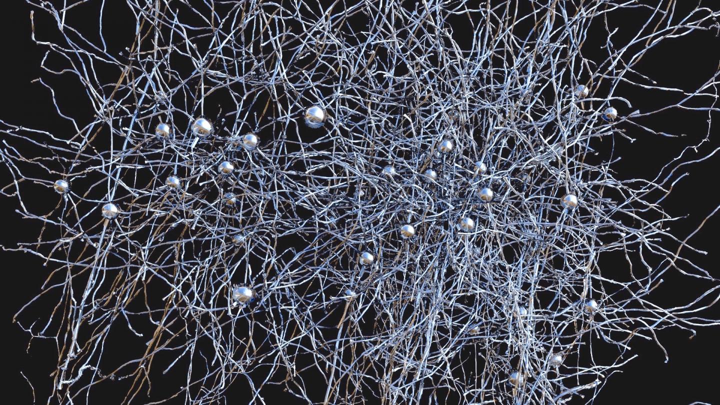 Neuron Network [IMAGE] | EurekAlert! Science News Releases