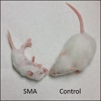 Experiments in mice may help boost newly FDA- | EurekAlert!