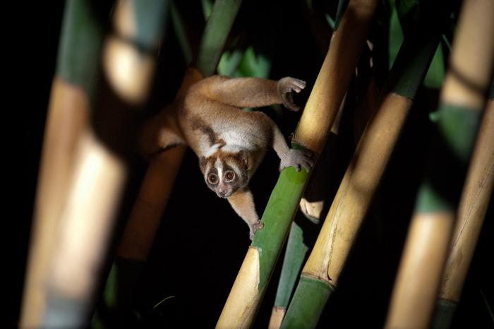 Javan slow loris pic1 [IMAGE] | EurekAlert! Science News Releases