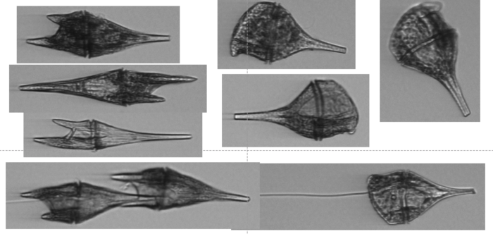 Dinoflagellates [IMAGE] | EurekAlert! Science News Releases