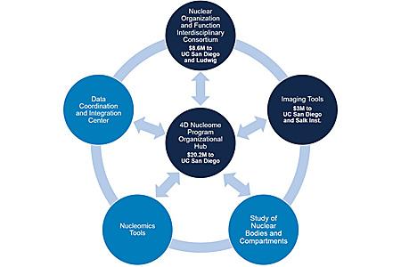 4D Nucleome Program [IMAGE] | EurekAlert! Science News Releases