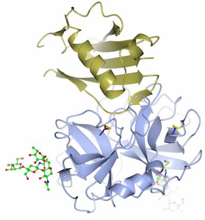 Crystal Structure of Elastase [IMAGE] | EurekAlert! Science News Releases