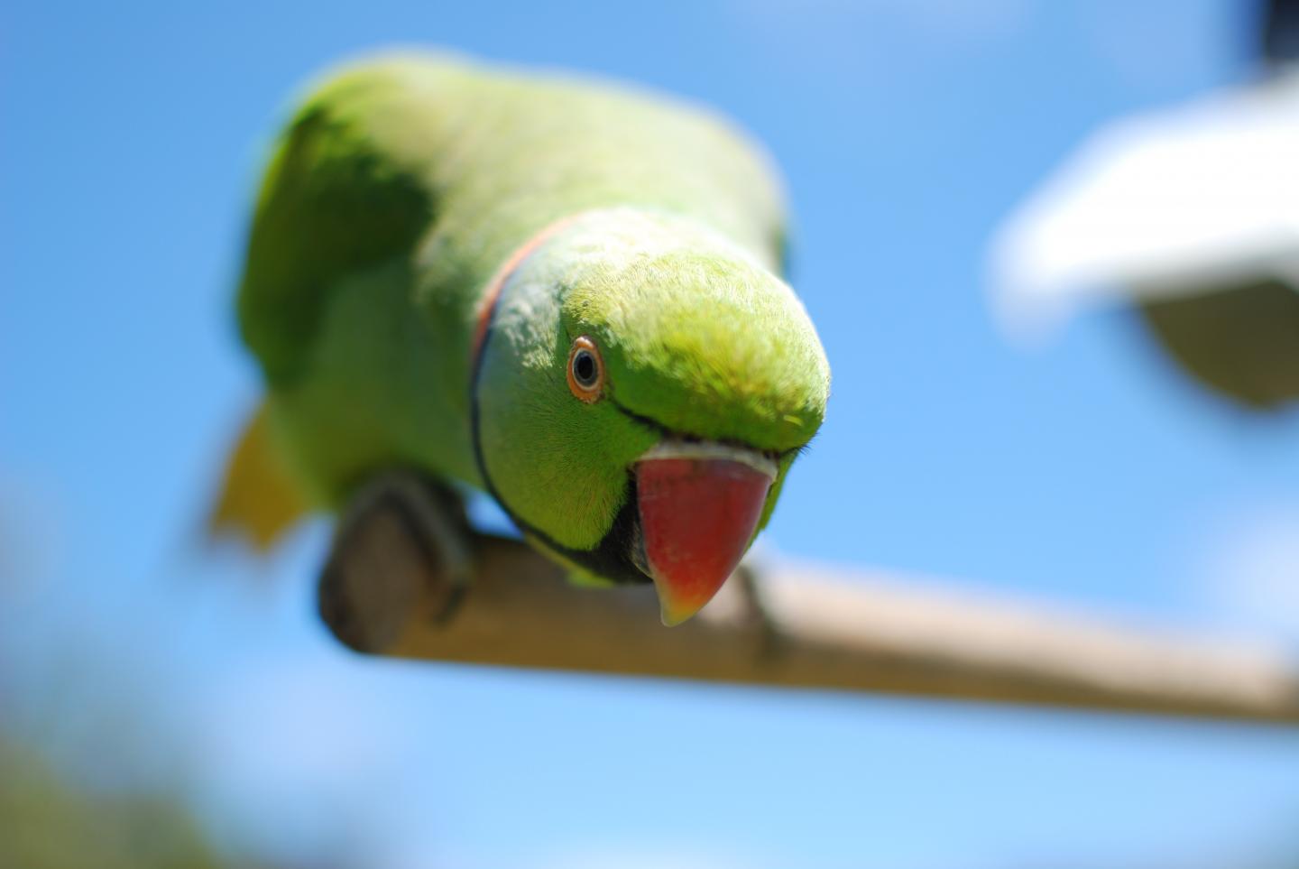 Mauritius Parakeet [IMAGE] | EurekAlert! Science News Releases