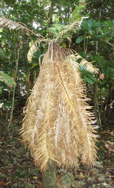 Cycad Leaf Damage [IMAGE] | EurekAlert! Science News Releases