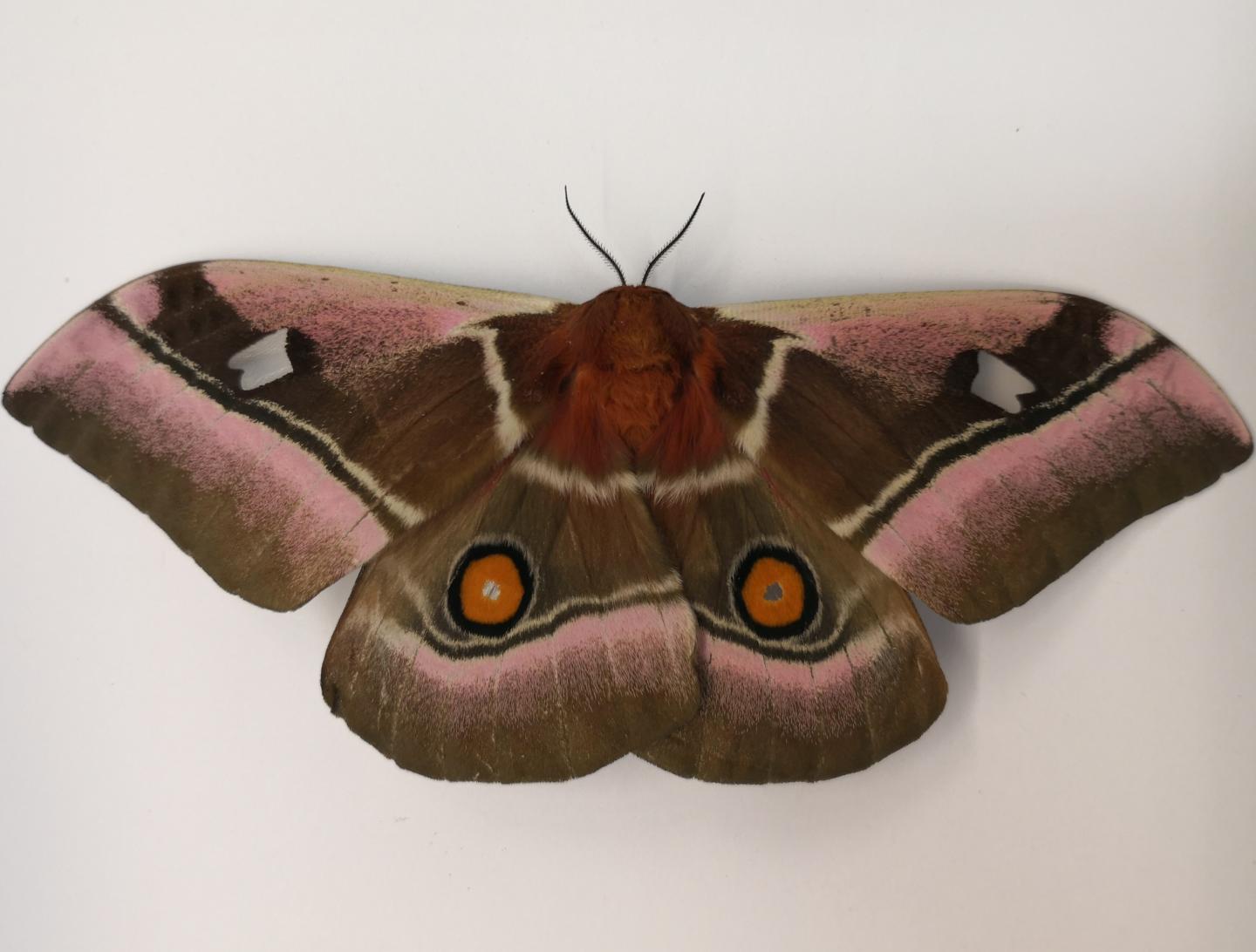 Photograph of a Live Cabbage T [IMAGE] | EurekAlert! Science News Releases