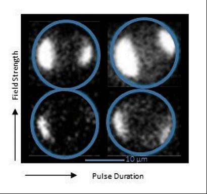 Epifluorescence images of Cell [IMAGE] | EurekAlert! Science News Releases