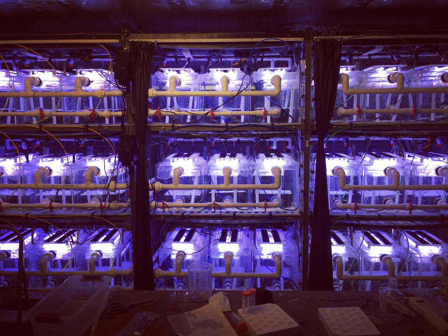 Experiment [IMAGE] | EurekAlert! Science News Releases