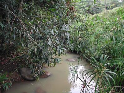 Puerto Rico Stream | EurekAlert!