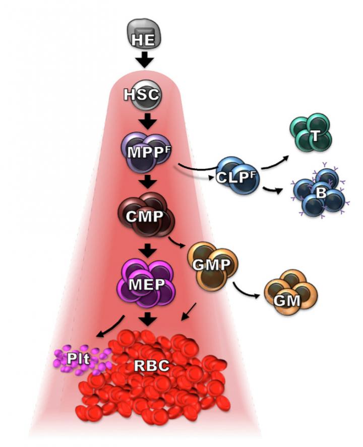 Hematopoietic Stem Cell Differ [IMAGE] | EurekAlert! Science News Releases