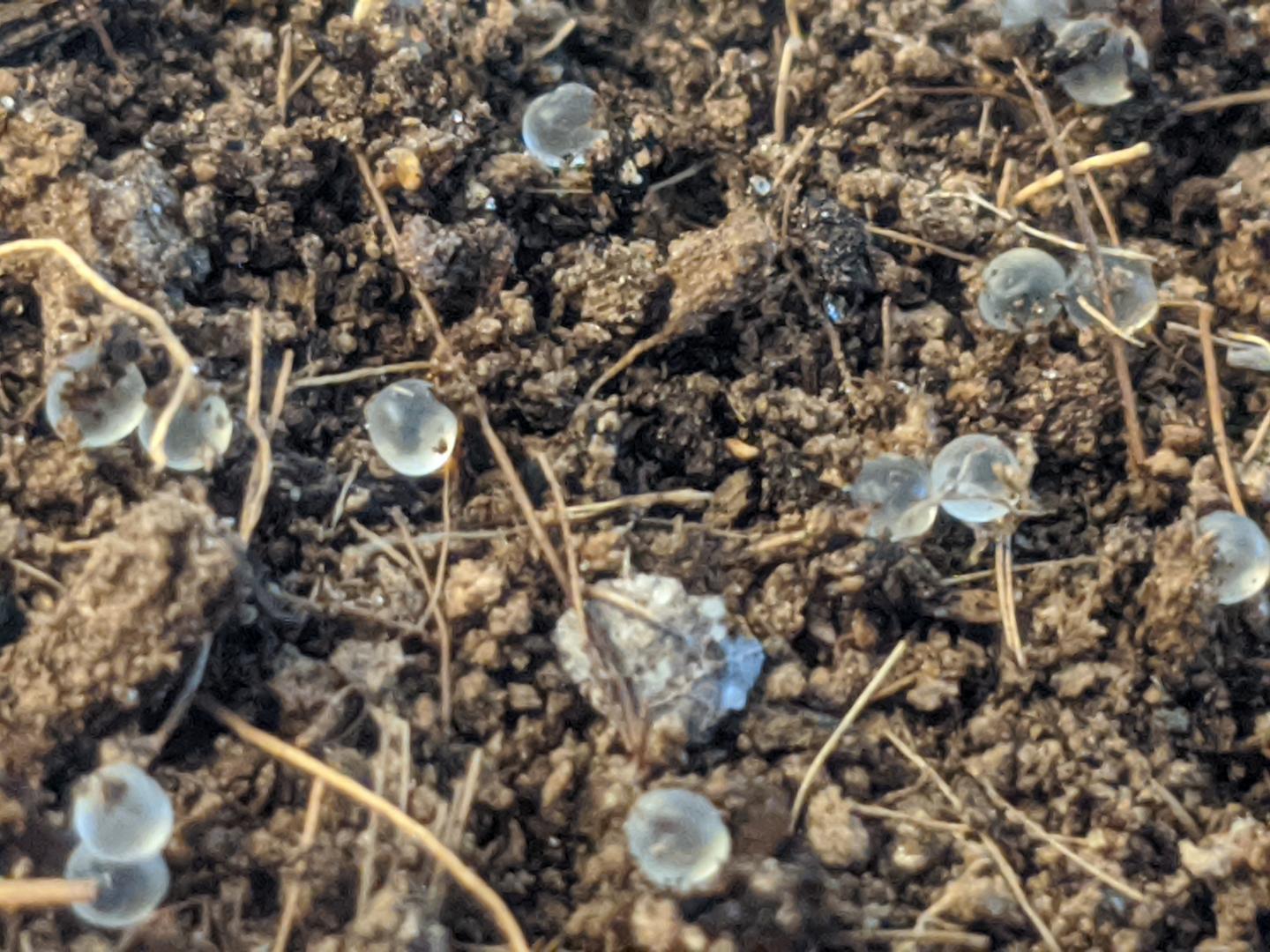 Support Cells in the Brain Pro [IMAGE] | EurekAlert! Science News Releases