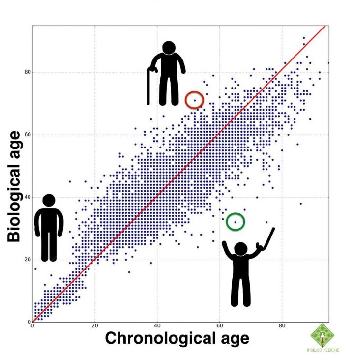 Chronological Age Prediction [IMAGE] | EurekAlert! Science News Releases