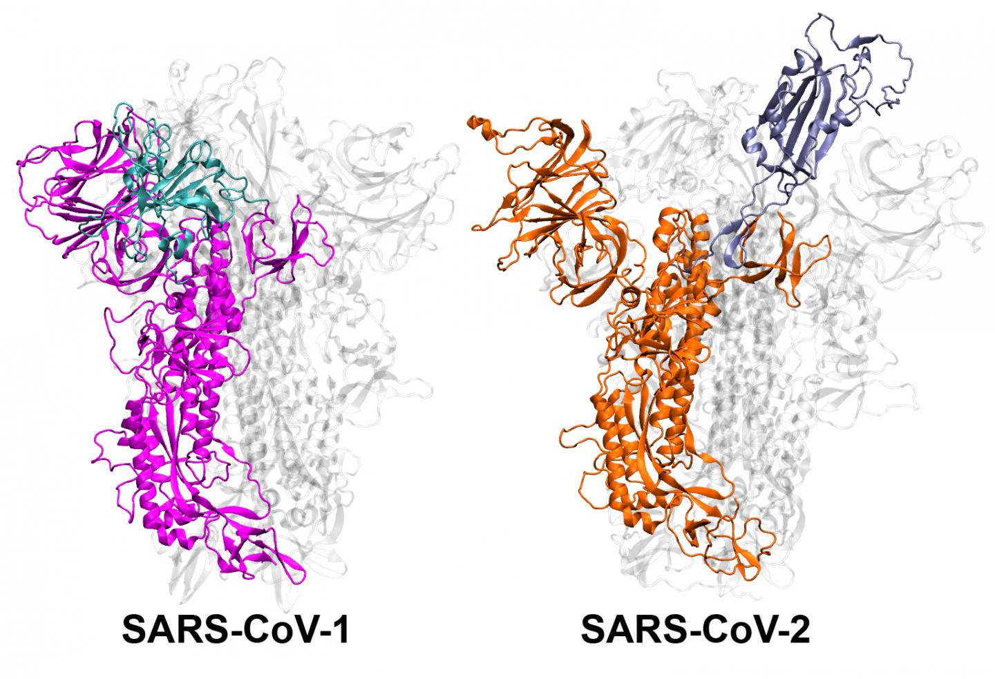 SARS CoV2 Spike Glycoproteins [IMAGE] | EurekAlert! Science News Releases