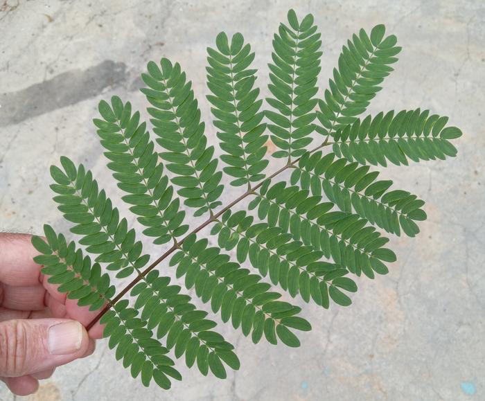 Critically endangered Guam tree contributes t | EurekAlert!