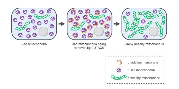 The Molecule that Can AUTAC Ba [IMAGE] | EurekAlert! Science News Releases