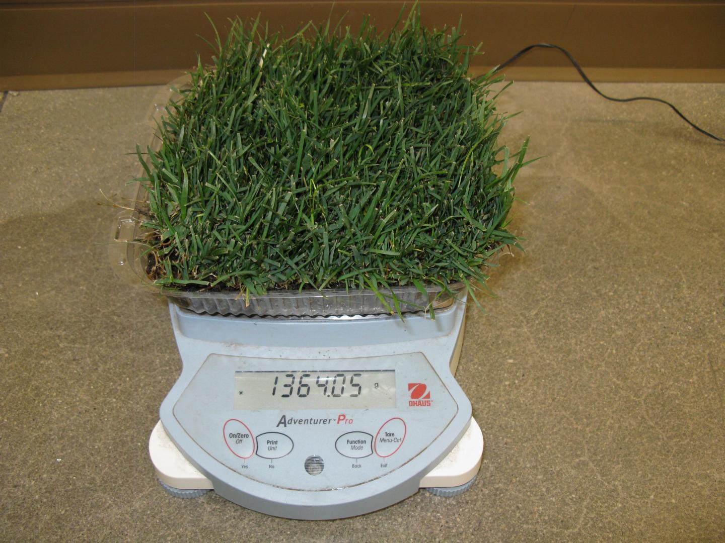 Turfgrass (3 of 3) [IMAGE] | EurekAlert! Science News Releases