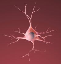 Finding shows potential way to protect neuron | EurekAlert!