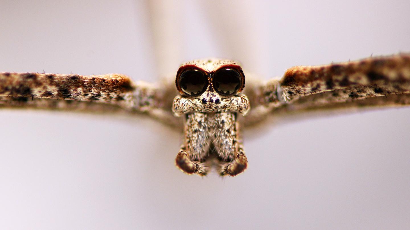 Spider Face [IMAGE] | EurekAlert! Science News Releases