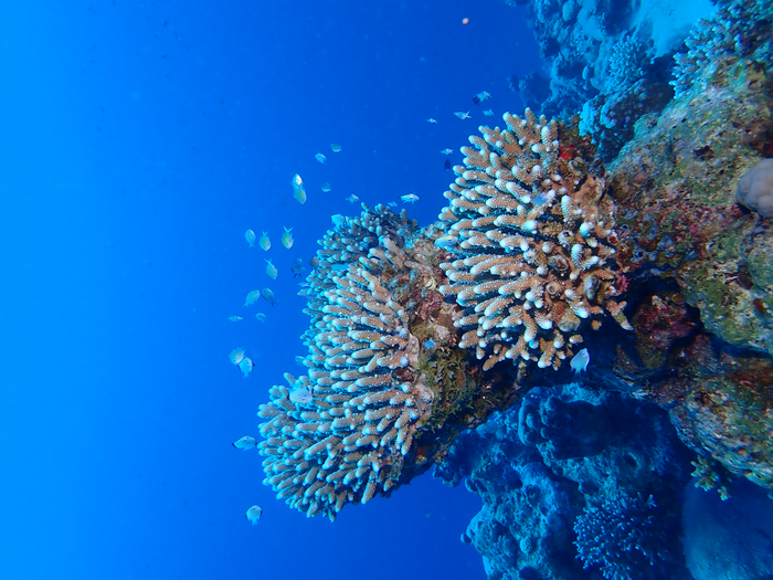 Corals may look healthy, but c [IMAGE] | EurekAlert! Science News Releases