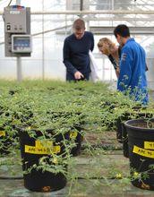 Inbred Seed Lines of Strigose [IMAGE] | EurekAlert! Science News Releases