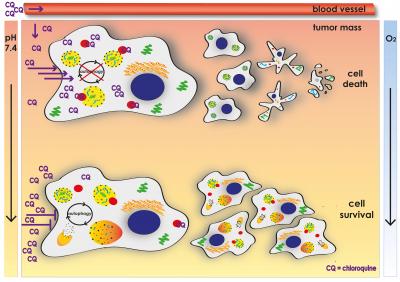 Illustration Acid Tumors [IMAGE] | EurekAlert! Science News Releases