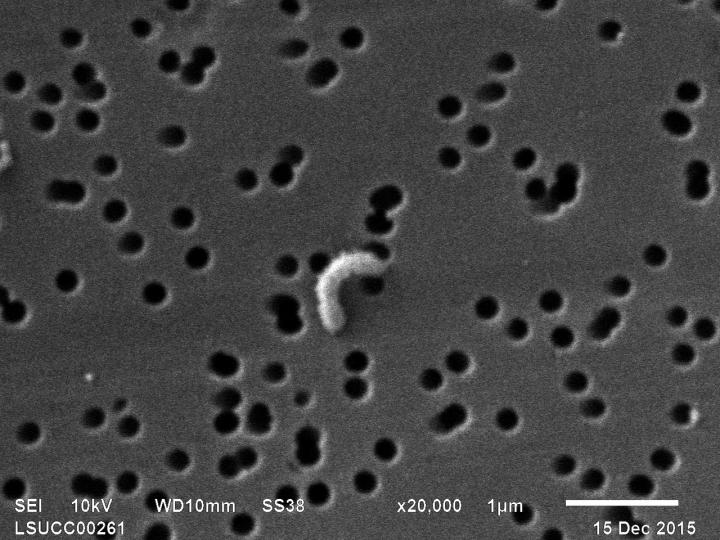 SAR11 [IMAGE] | EurekAlert! Science News Releases