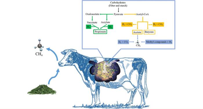 graphical abstract [IMAGE] | EurekAlert! Science News Releases