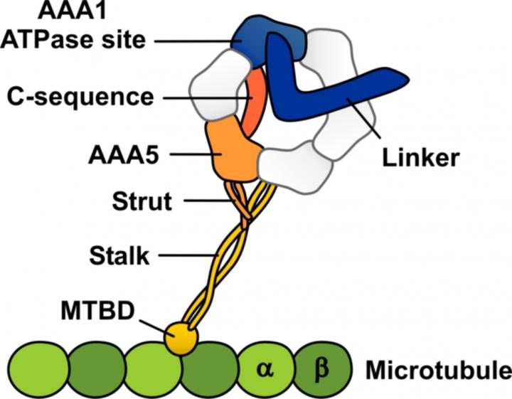Revealing the inner workings of a molecular m | EurekAlert!