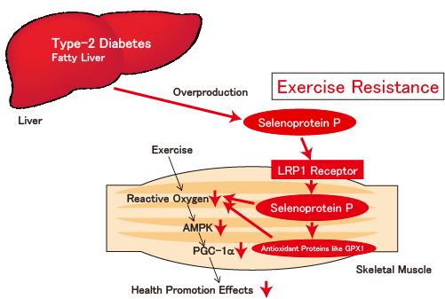 Selenoprotein P Exerts Its Eff [IMAGE] | EurekAlert! Science News Releases