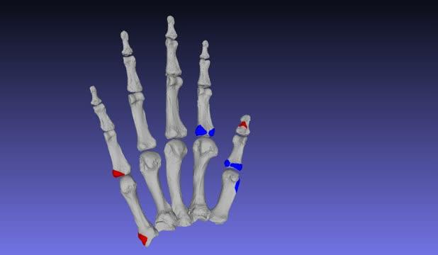 Precision or Power? Evidence for Precise Hand | EurekAlert!