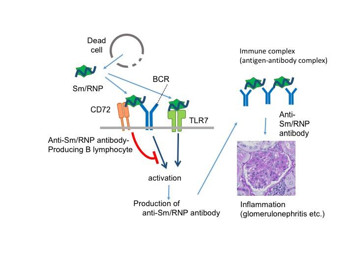 CD72 Specifically Inhibits Act [IMAGE] | EurekAlert! Science News Releases