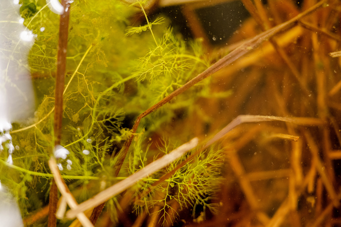Utricularia [IMAGE] | EurekAlert! Science News Releases