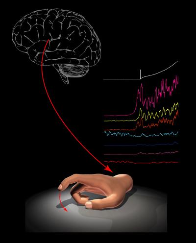 Fingertip-Brain Circuitry | EurekAlert!