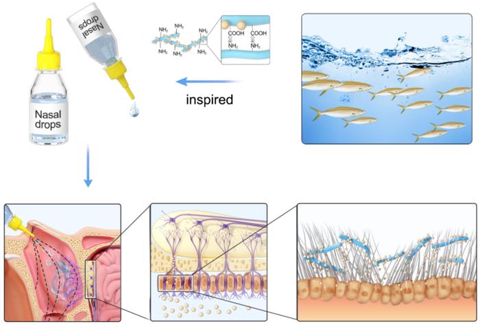 Swimming short fibrous nasal drops achieving | EurekAlert!
