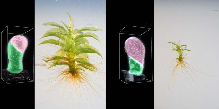 Cell division in moss and animals more simila | EurekAlert!