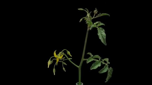 Untangling the genetic legacy of tomato domes | EurekAlert!