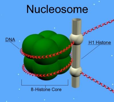 Nucleosome [IMAGE] | EurekAlert! Science News Releases