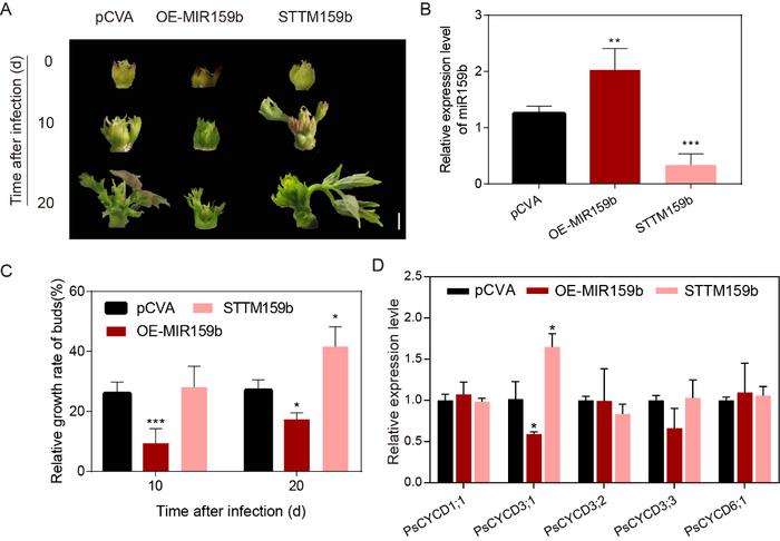Figure 1 [IMAGE] | EurekAlert! Science News Releases