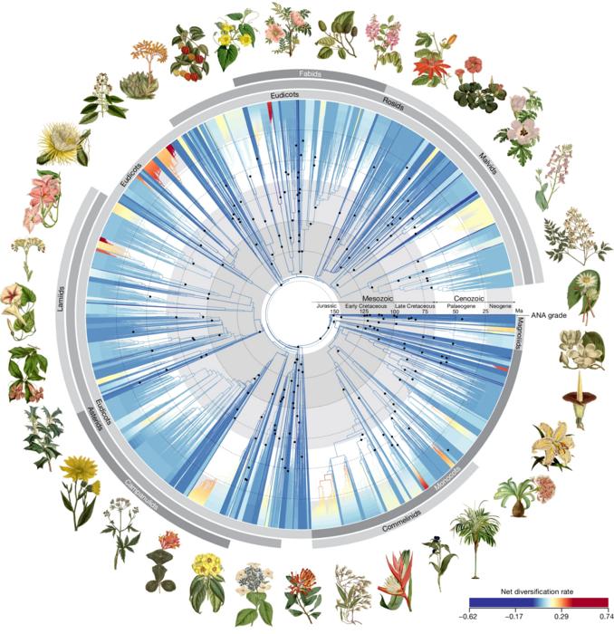 Time-calibrated phylogenetic t [IMAGE] | EurekAlert! Science News Releases