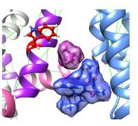 UCI researchers discover molecular mechanisms | EurekAlert!