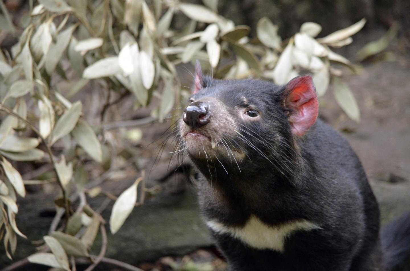 Immunotherapy trial cures Tasmanian devils of | EurekAlert!